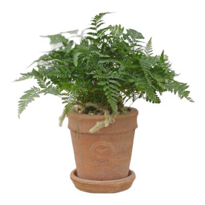 狼尾蕨耐热耐阴净化空气