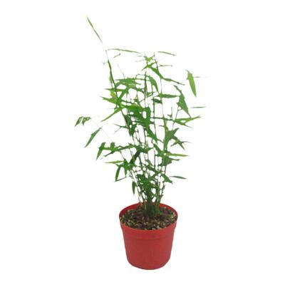 日本山野草斑入虎斑风竹绿植好养