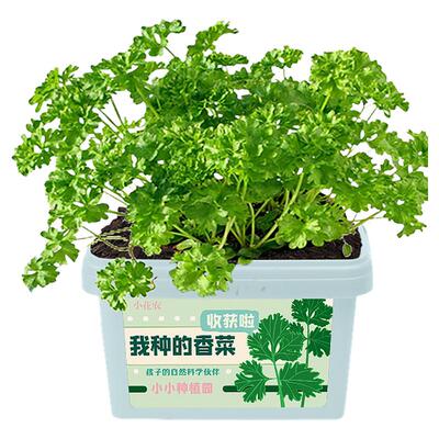 2026年新种子包发芽可食用蔬菜种