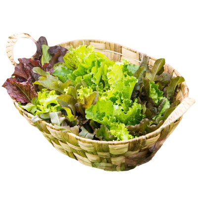 混合生菜种子浓郁传家宝沙拉蔬菜