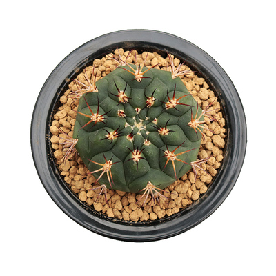 新世界实生仙人球趣味小盆栽开花