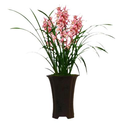 翁源兰花花蕙兰粉色花月下含羞香