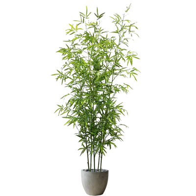 耐寒景观竹子苗四季青室内观赏竹