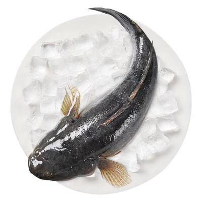 【笋壳鱼】新鲜活现杀尖塘鳢呆子虾虎懒鬼鱼私房菜顺丰邮上海发货