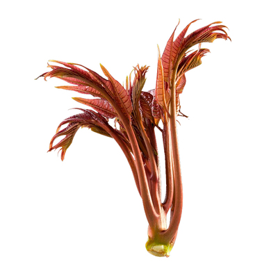 香椿苗树正宗红油苖食用春