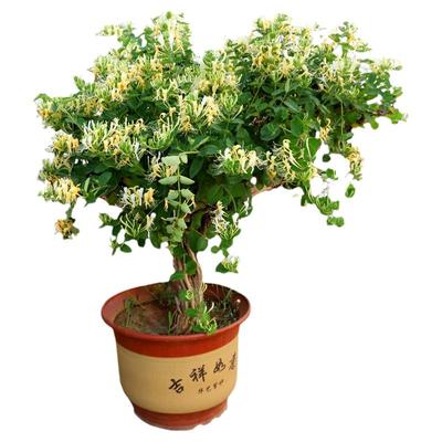 可食用树苗爬藤植物可食用金银花