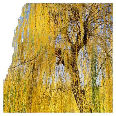 黄金柳树直生枝条南北方