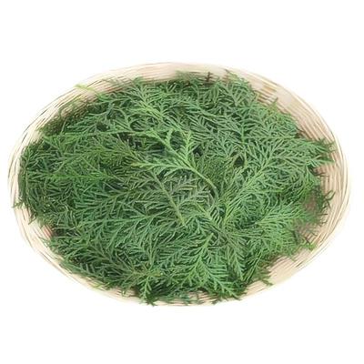 侧柏叶透骨草丹参中草药材植物草本洗发护发洗头包无患子果皮扁柏