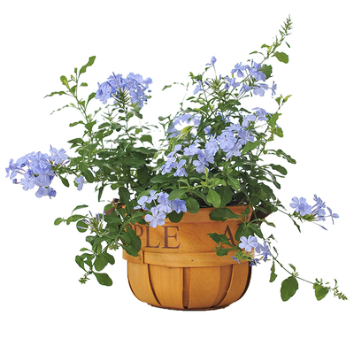 蓝雪花花苗阳台四季种易活