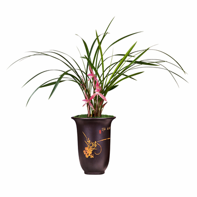 小姐杂交喜庆浓香型年宵花