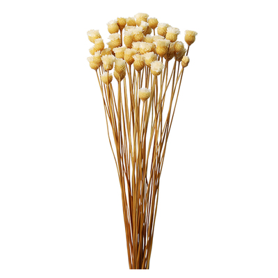 天然进口快乐花迷你干花手工diy