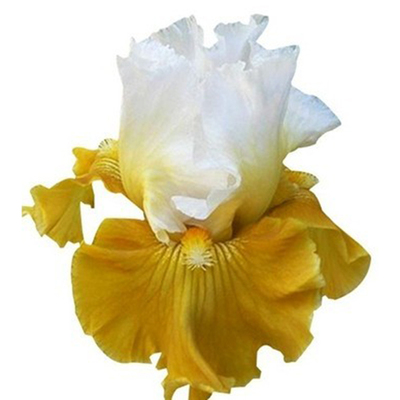 绿植巴西四季庭院花苗阳台盆栽