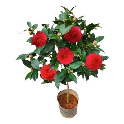 【好树推荐】大型高杆香妃茶花树