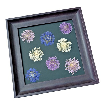 翠珠干花押花diy材料蓝色花朵压花相框标本滴胶手工