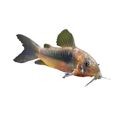 清道夫工具鱼鼠鱼金苔鼠胡子鱼