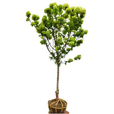 中华木本绣球开花包对版假一赔十