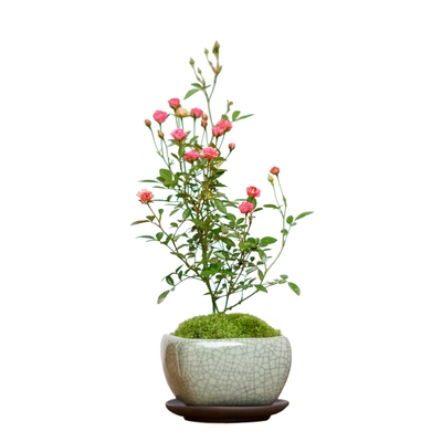 月季盆栽室内植物日本迷你阳台