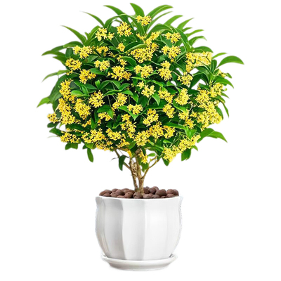 四季桂花树苗盆栽浓香型