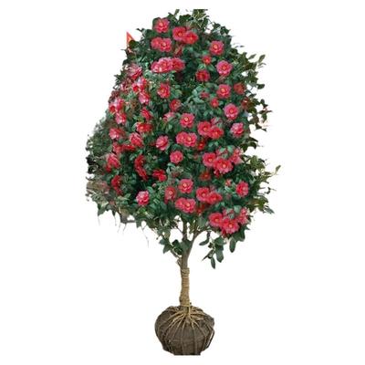 茶花树苗大型庭院栽香妃