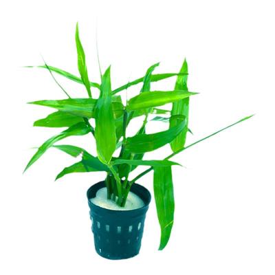 鱼缸中后景造景宝塔宫廷水草