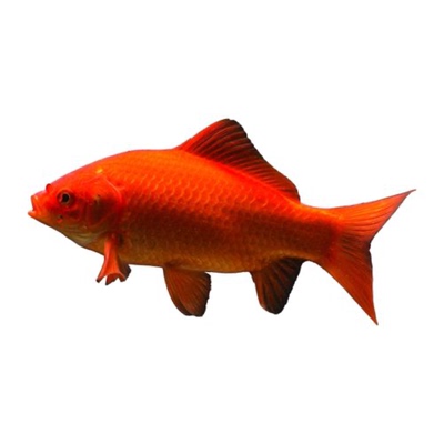 红草金观赏鱼顺丰包邮广东次日达