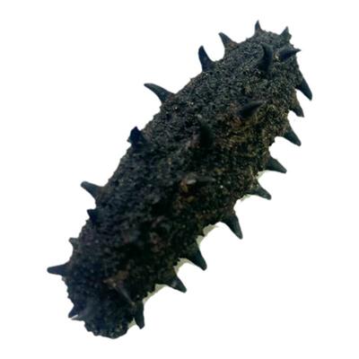 9年大连深海野生淡干海参海参干货500g深海辽刺参海参礼盒顺丰邮