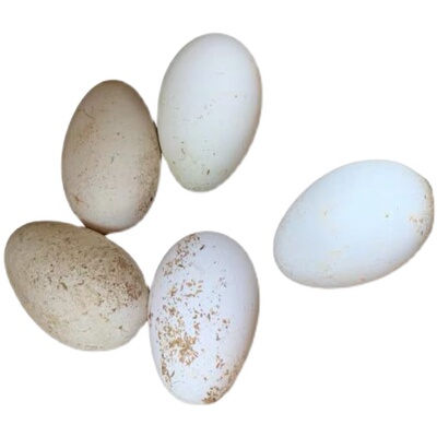 300克特大蛋双黄狮头鹅蛋送礼