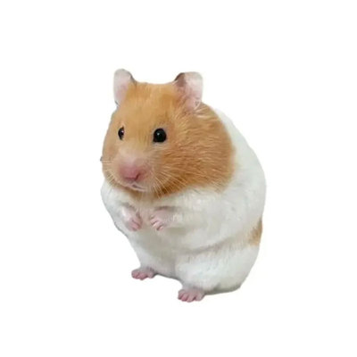 30天包活死亡全额退款已打疫苗