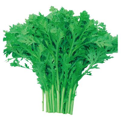 小叶茼蒿种子青菜孑菜籽