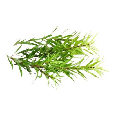 黄金柳芽摆盘花草15支盒