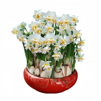 漳州水仙种球重瓣洋水仙盆栽鲜花