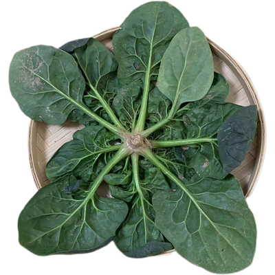 霜冻矮脚菠菜新鲜蔬菜红根菠菜