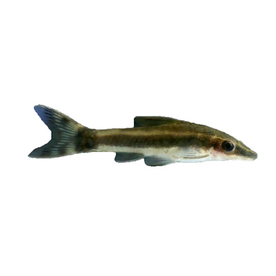 除藻小精灵清洁鱼观赏鱼