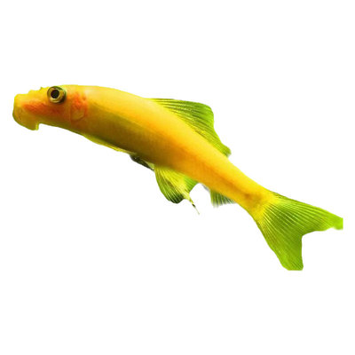 金苔鼠清苔鼠活鱼热带观赏鱼黄金红眼女王清道夫活体除藻鱼清洁鱼