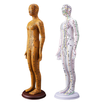 十二经络小皮扎针练习人体模型