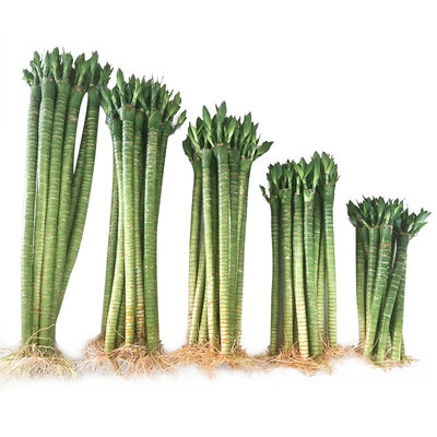 水培植物带根桌面开运龙竹
