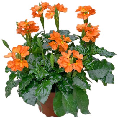 鸟尾花室内外四季开花好养带花苞