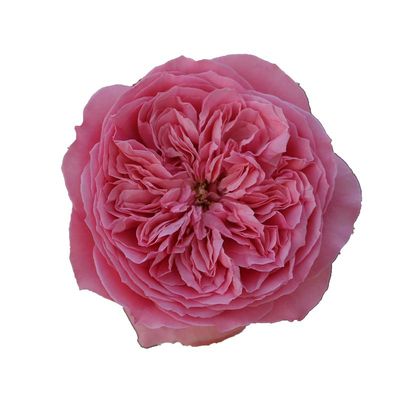 直立丰花灌木花园月季盆栽老园丁