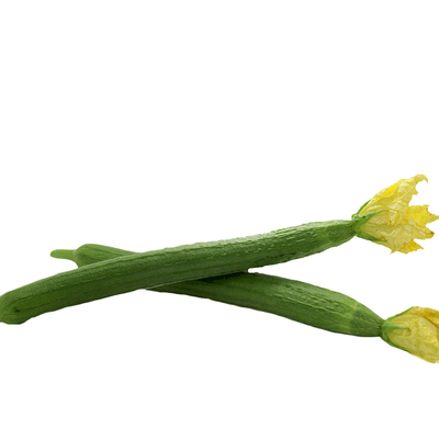 蔬菜禾之元寿光赛佳丽四季肉丝瓜