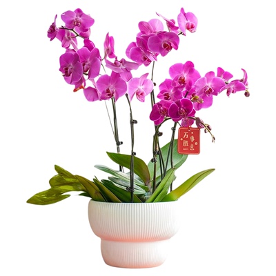 【品牌保障】A级蝴蝶兰带花发货