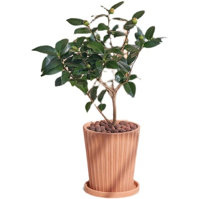 花苞发货室内窗台植物香妃