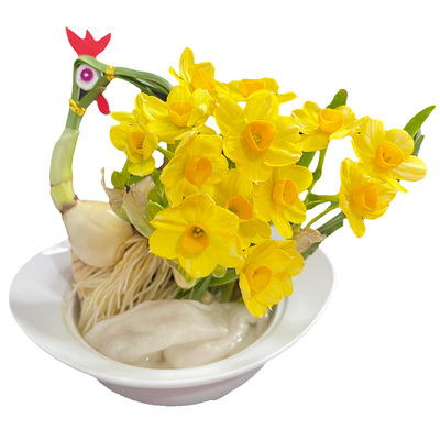 黄金色水仙种球稀有新品种清香型