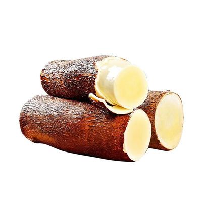 广西华南九9号黄肉黄心木薯