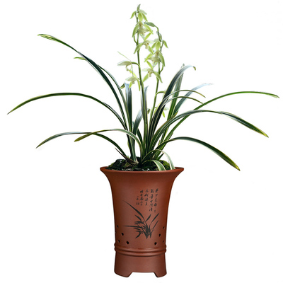 峨眉雪现带花苞出售好养