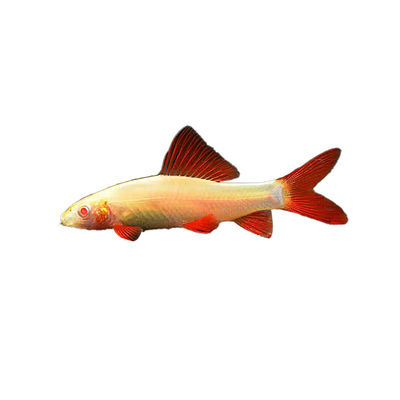 粉红鲨除藻清洁鱼鱼缸清洁