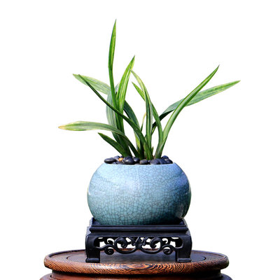 翁源兰花高端艺草秋榜虎斑荷瓣香