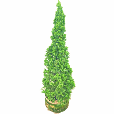 侧柏树苗四季常青耐寒绿化风景苗
