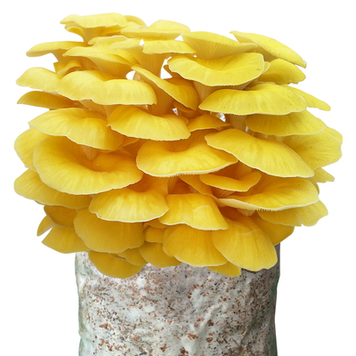 新款菌棒阳台家庭种植榆黄蘑