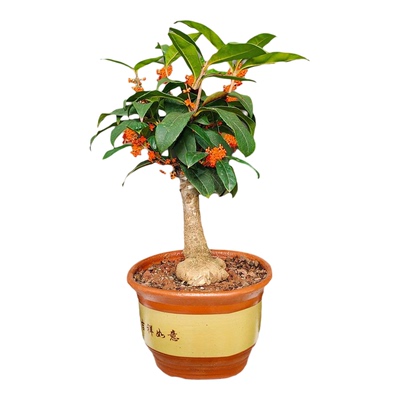 四季花开嫁接老桩桂花好养盆景