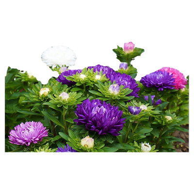 翠菊种子大花好养的籽四季开